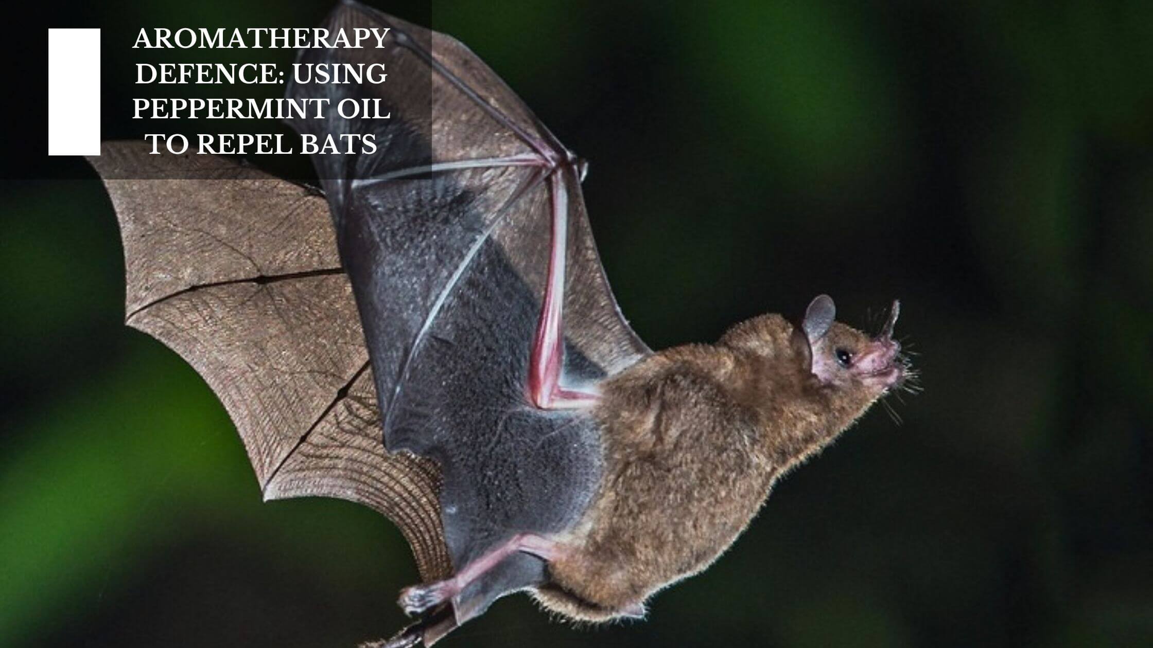 Aromatherapy Defence: Using Peppermint Oil To Repel Bats – Moksha ...