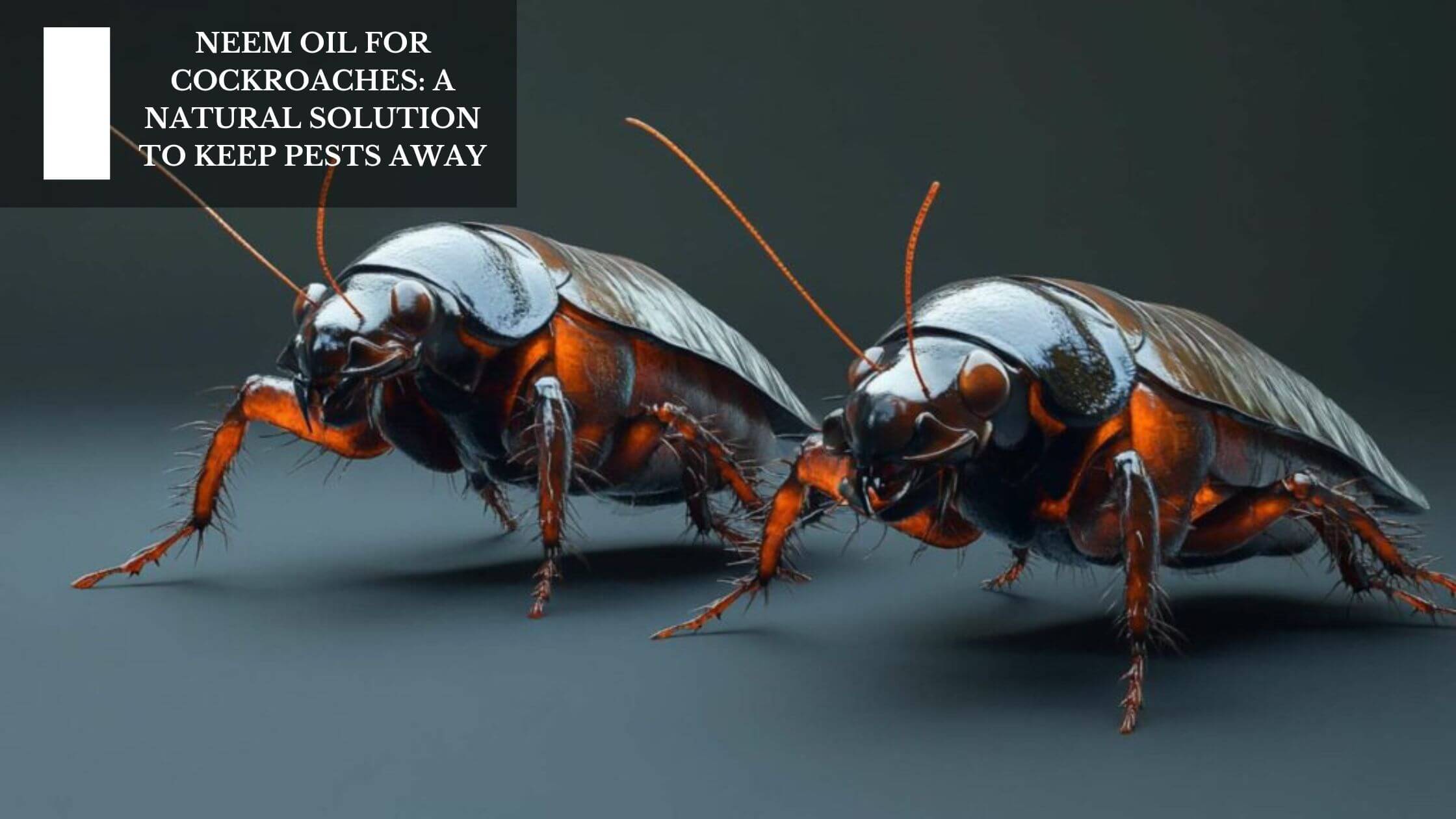 Neem Oil For Cockroaches: A Natural Solution To Keep Pests Away ...