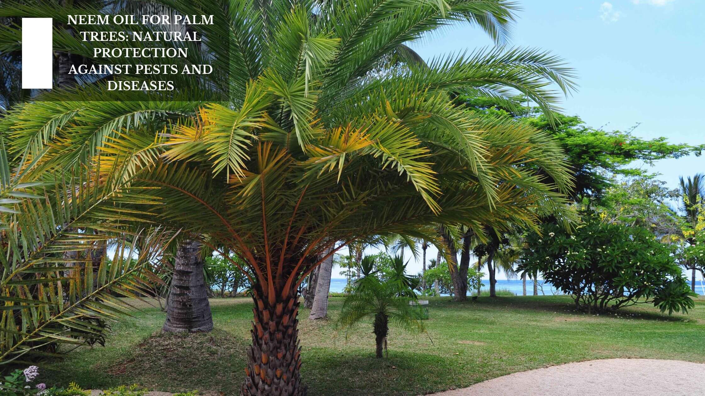 Neem Oil For Palm Trees: Natural Protection Against Pests And Diseases ...