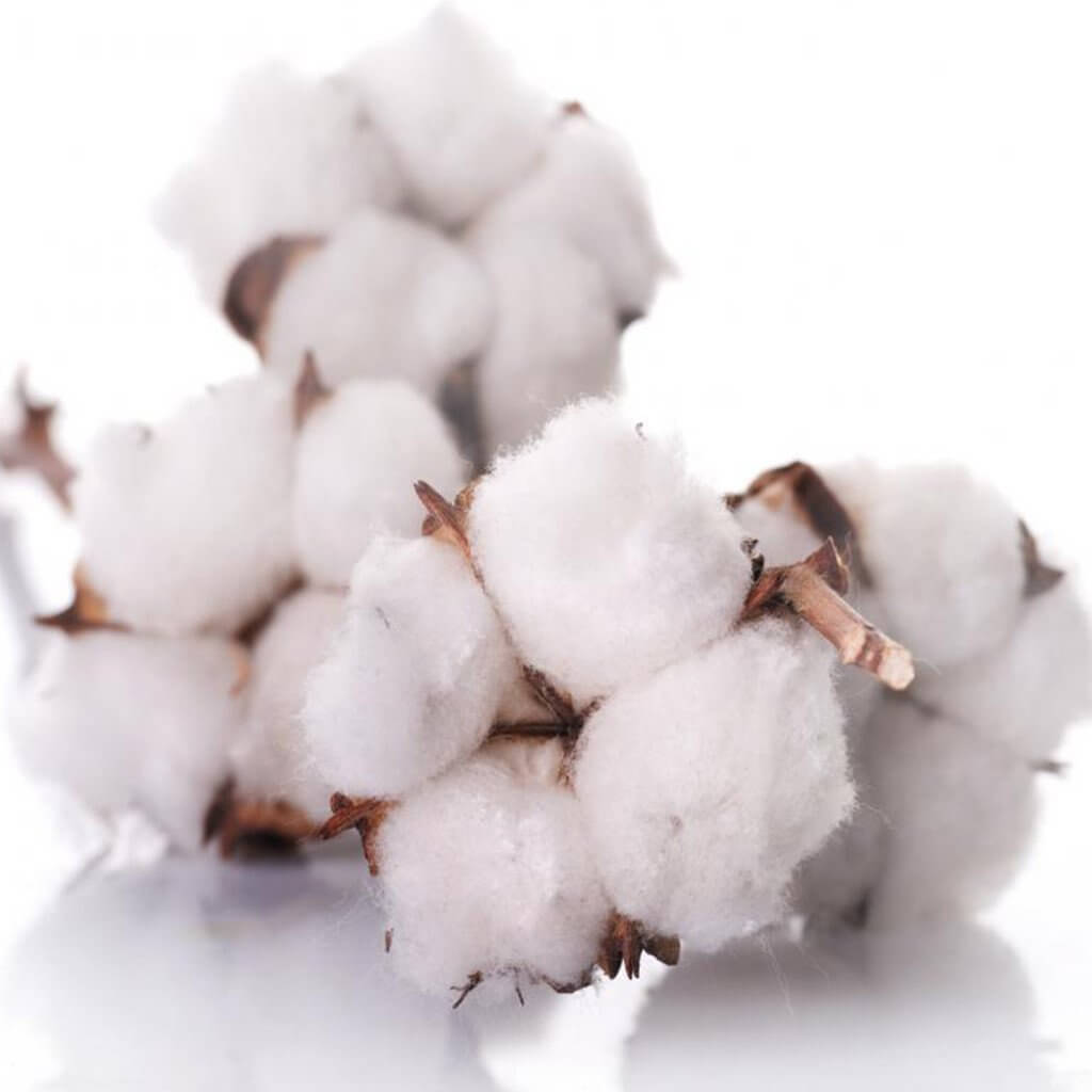Buy Clean Cotton Fragrance Oil Online From Trusted Manufacturers ...