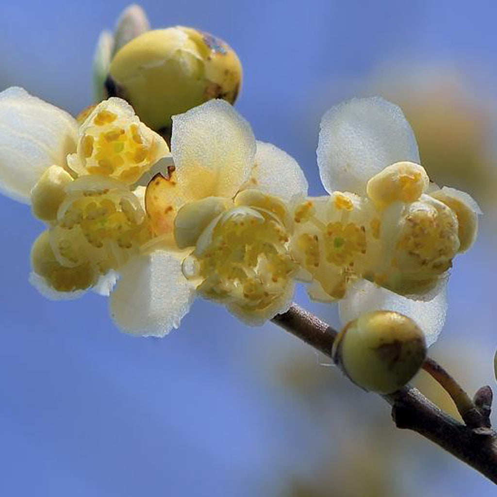 Buy High-Quality Litsea Cubeba Oil Online At Affordable Prices – Moksha ...